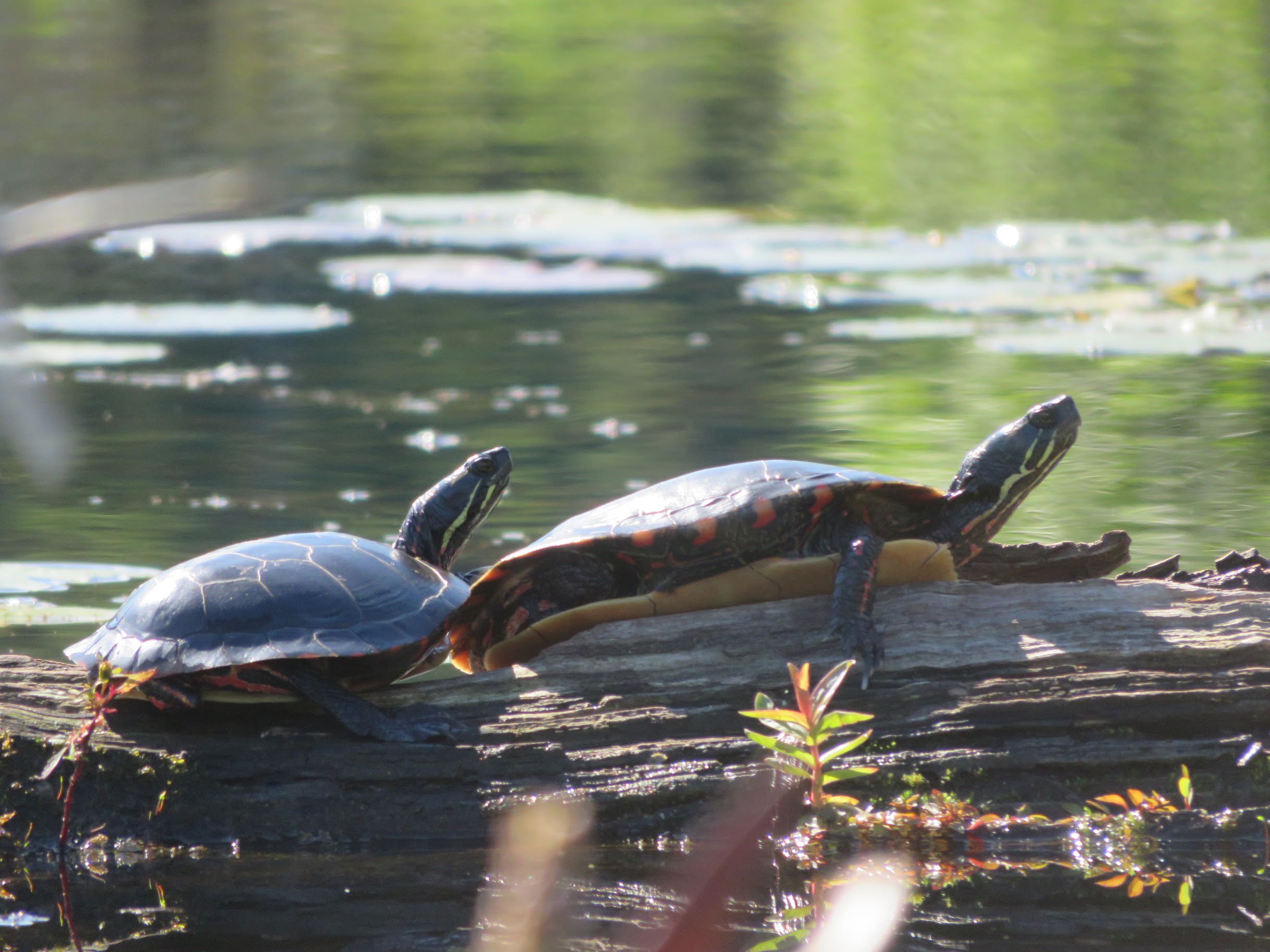 About… – Chandos Lake Science 2
