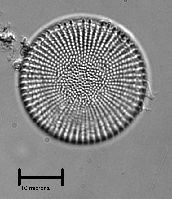 The Paleo Reports – Chandos Lake Science 2